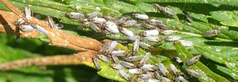 False Chinch Bug Usu