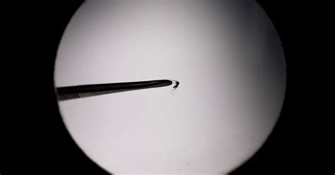 Qué Es El Denv 2 El Serotipo Detrás De 3 De Cada 4 Muertes Por Dengue En La Argentina Infobae