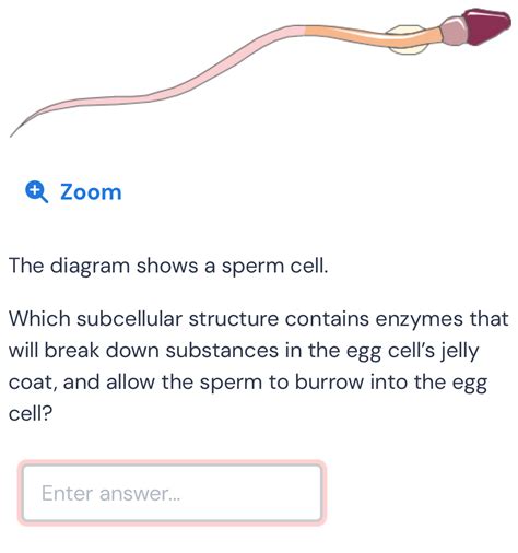 Solved Zoom The Diagram Shows A Sperm Cell Which Subcellular
