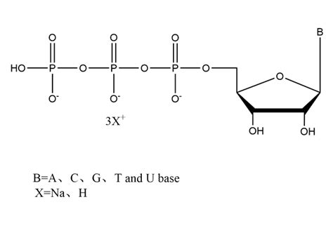 Ntp Nucleotide Triphosphate Manufacturersupplierfactory Huaren