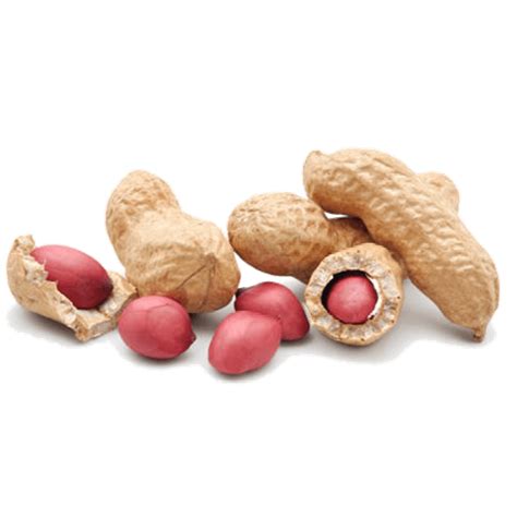 Groundnut Peanut Ahar Group