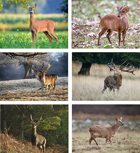 Different Species Of Deer