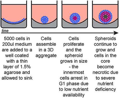 Three Dimensional Skin Spheroid Cultures Facellitate