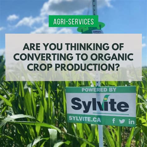Sylvite Organiccropproduction Ontag Organicfarming Sylvite