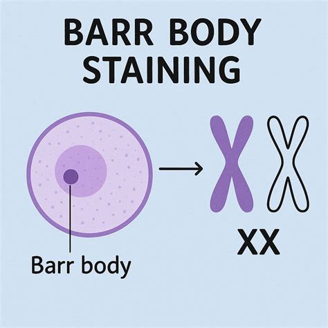 🧬 Barr Body Staining A Cytogenetic Marker Of Sex Chromatin 🔍 In The