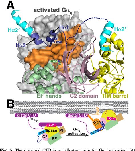 Figure 2 From Structural Insights Into Phospholipase C β Function