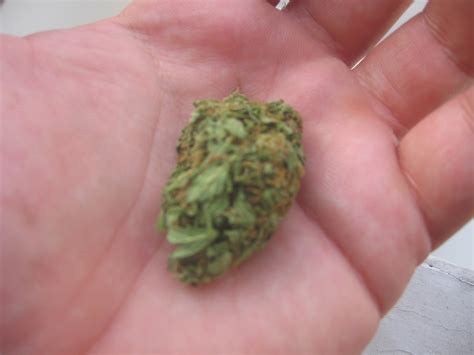 Ocho Gramos 8 G Marihuana Medicinal Variedad 70 Indica 30 Sativa