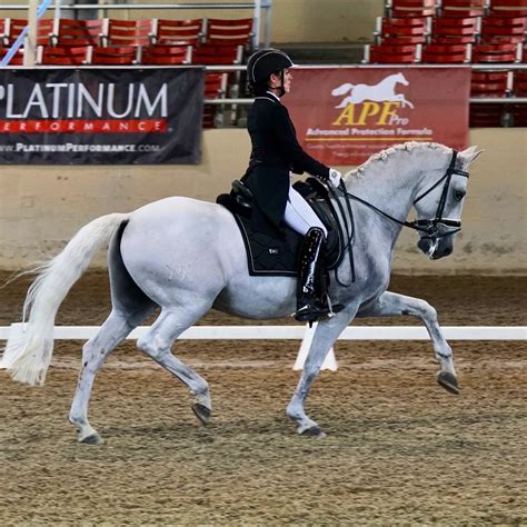 Kim Kulesa Dressage — Kim Kulesa Dressage