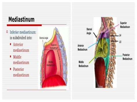 Superior Mediastinum Anatomy