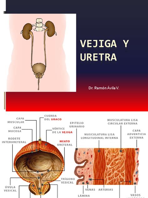 11 Vejiga Y Uretra Vejiga Urinaria Membrana Mucosa