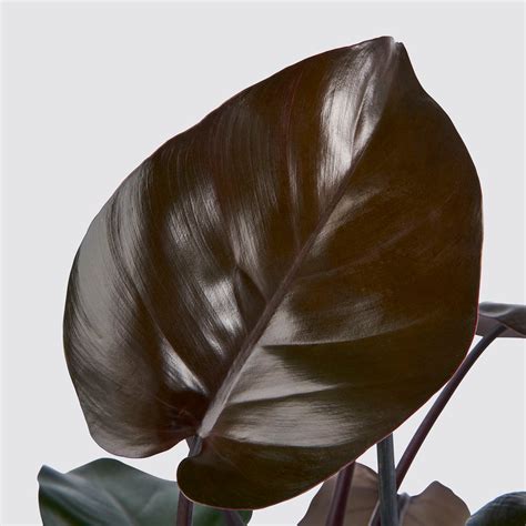 Philodendron Purple Congo Statement Plant Patch