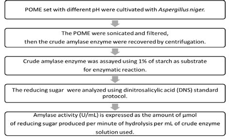 Overall Flowchart Of The Amylase Activity Experiment Download