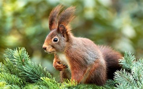 Célula Vegetal Qué Es Descripción Partes Funciones