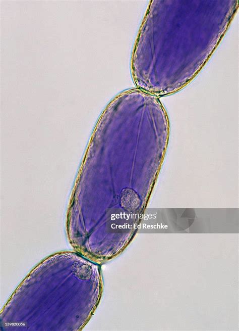 Plant Cell Stucture Parenchyma Tissue Spiderwort Stamen Hair Of