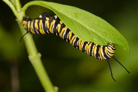 Monarch Butterfly Caterpillar Milkweed Cornwall Park Insect Of The