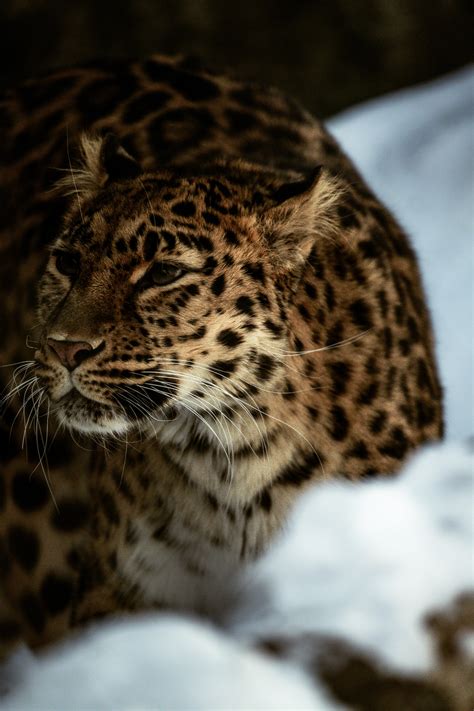 Leopard Print Hd Laptop Wallpaper Photos Download The Best Free Leopard Print Hd Laptop