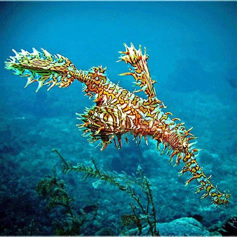 Blue Marlin Komodo On Instagram “the Ghostpipefish Looks Nothing Like