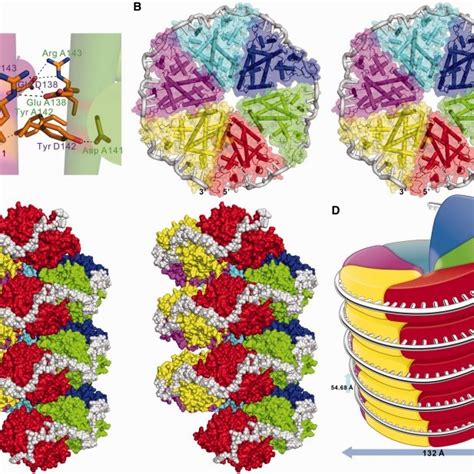 The Overall Tcar Ssdna Complex Structure A The Crystal Includes