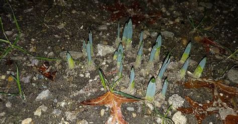 Daffodils Are Sprouting Already Imgur