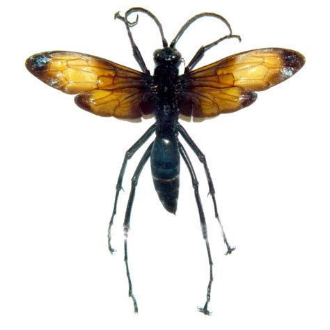 Pack Of Two Fantastic Wasps Hemipepsis Anthracina Spread From Java For