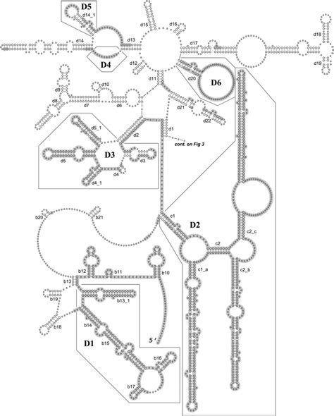 Generalized Secondary Structure Model For The 28s Rrna Based On