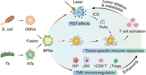 Phytochemical Engineered Bacterial Outer Membrane Vesicles For
