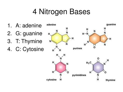 Ppt Chapter 28 Dna Lifes Code Powerpoint Presentation Free Download
