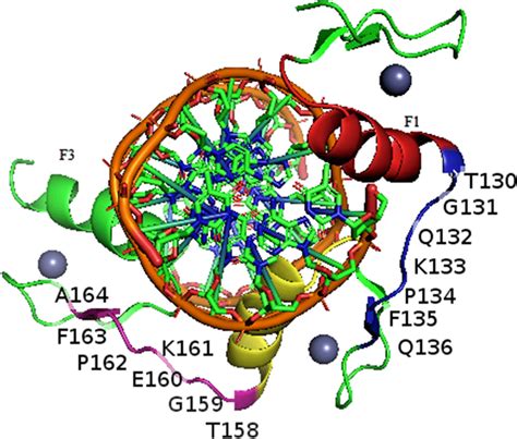 Dna Binding Of Zfp Showing Linker One In Purple With Residue Labels Download Scientific Diagram