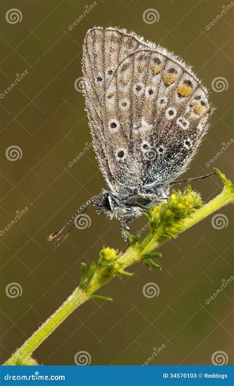 Butterfly With Tiny Waterdrops Stock Image Image Of Bright Closeup