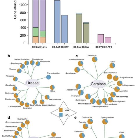 Microorganisms To Which Functional Genes Related To Soil Enzyme Belong