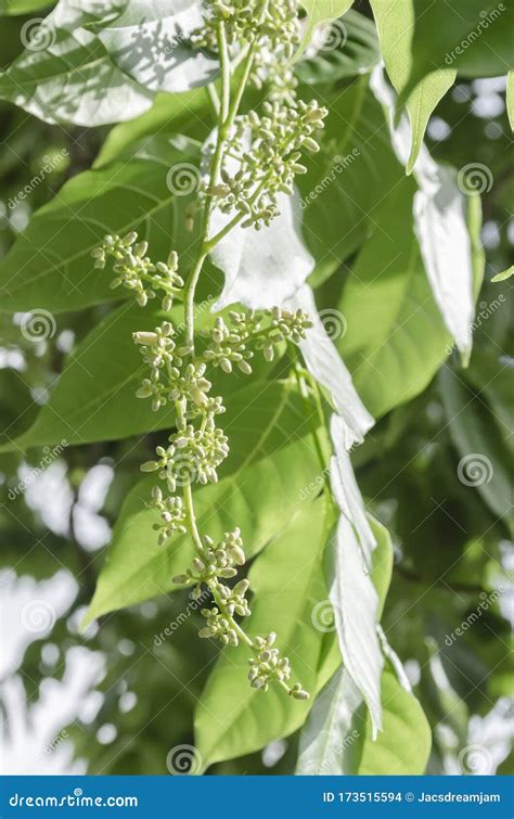 Flores De árbol Cedro Foto De Archivo Imagen De Oeste 173515594