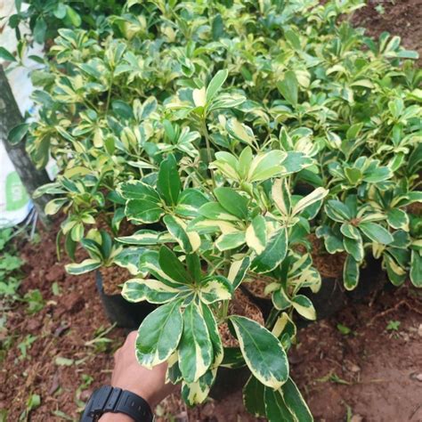 Jual Tanaman Walisongo Golden Pohon Walisongo Kuning Shopee Indonesia