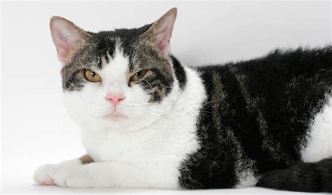 American Wirehair Cat Breed Information Vetstreet Vetstreet