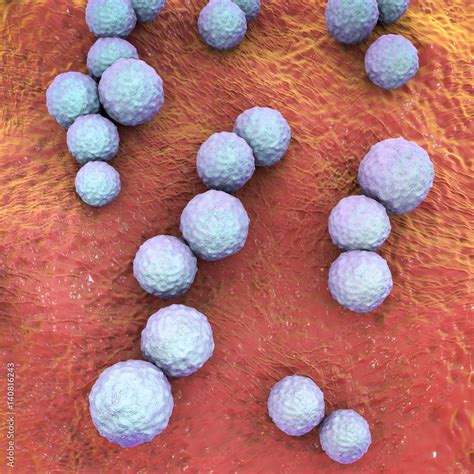 Streptococcus Mutans Bacteria Gram Positive Cocci Which Cause Dental Caries 3d Illustration