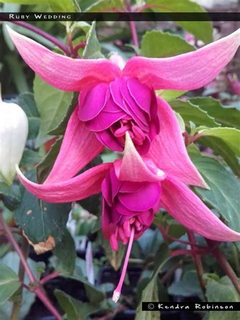 Ruby Wedding Fuchsiafinder