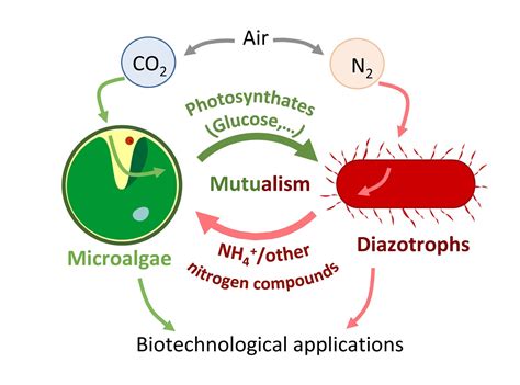 Microalgal And Nitrogen Fixing Bacterial Consortia From Interaction To Biotechnological