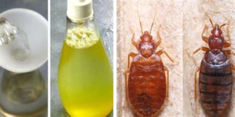 Five Natural Methods To Quickly And Effectively Eradicate Bed Bugs From