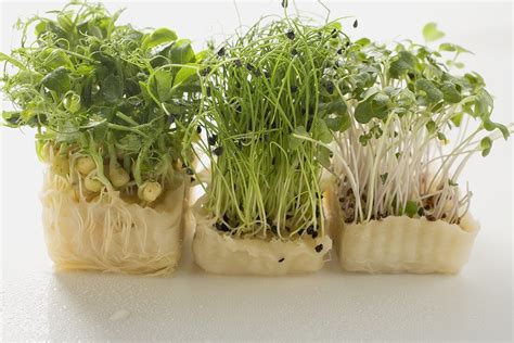 Vegetable Sprout Identification