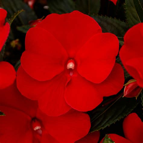 Spectra™ Deep Red Syngenta Flowers