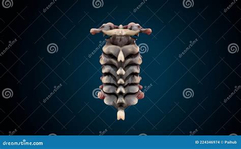 3d Illustration Of Human Skeleton Cervical Bone Anatomy Stock Illustration Illustration Of