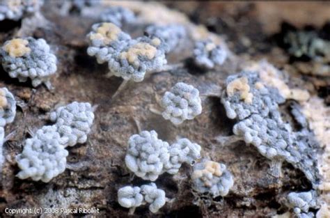 Mycodb Fiche De Physarum Compressum