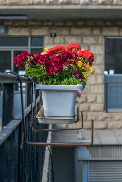 Wytrzymałe Kwiaty Na Balkon Które Wybrać Zielone Rośliny