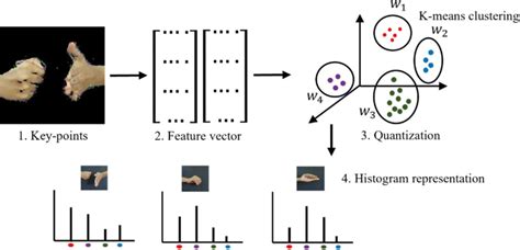 Bag Of Feature Bof Representation Download Scientific Diagram