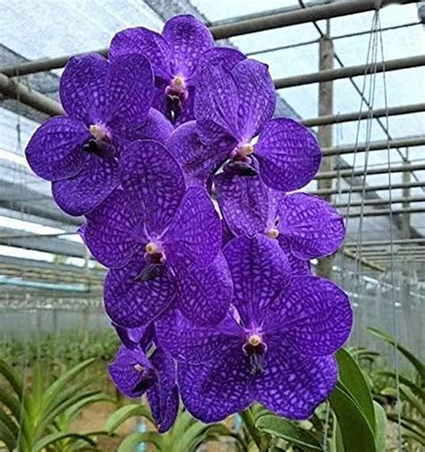 Live Orchid Vanda Flower Plant From Hawaii Exotic Etsy