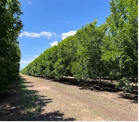 Water Stress In Pecan Kernel Filling Liquified Seaweed For Commercial Agriculture