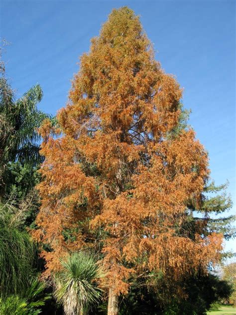 Redwood Dawn Tree Growth Rate At Octavia Holleman Blog