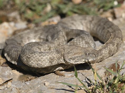 Blunt Nosed Viper Macrovipera Lebetinus — Wildlife Photography Journey