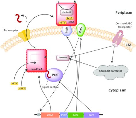 A Proposed Model Of Reductive Dehalogenase Maturation In Dehalobacter