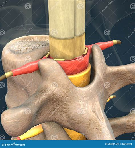 Motor Nerve Endings Vintage Illustration 163216062