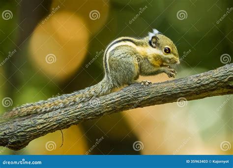 Asiatic Striped Squirrel Stock Image Image Of Agile 35963403
